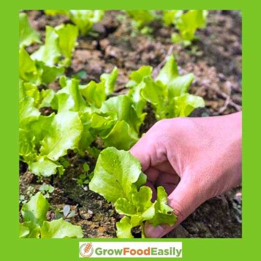 How To Grow Lettuce At Home: A Step-by-Step Guide | 2025