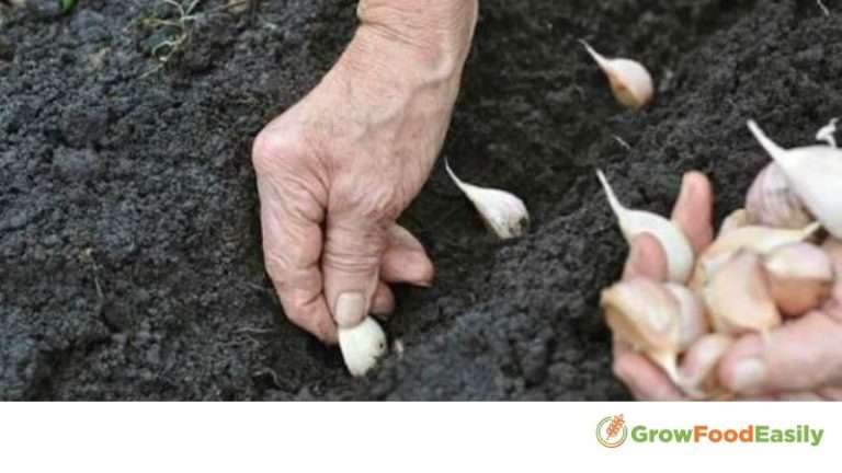 Garlic-Growing 101: How To Grow Garlic From A Clove | 2025