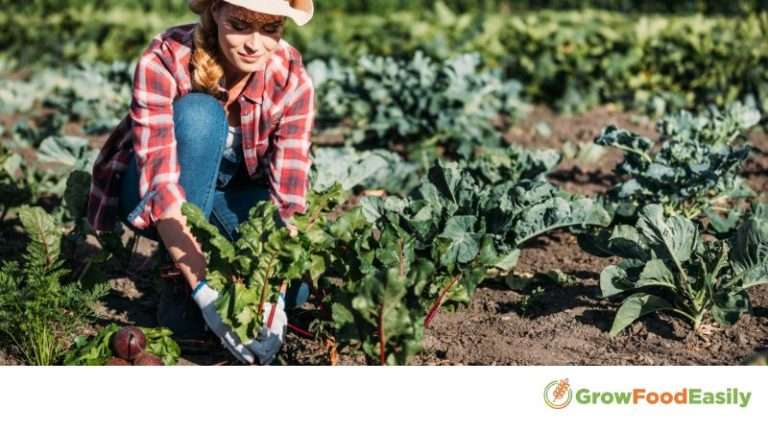 How To Grow Beets: A Beginner's Guide | 2025