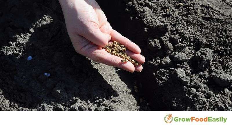 How To Grow Beets: A Beginner's Guide | 2024