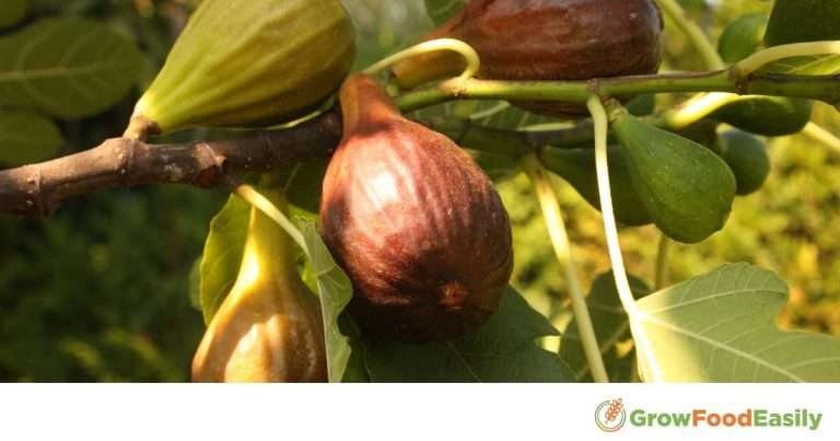 How To Grow Your Own Food At Home | Grow Food Easily